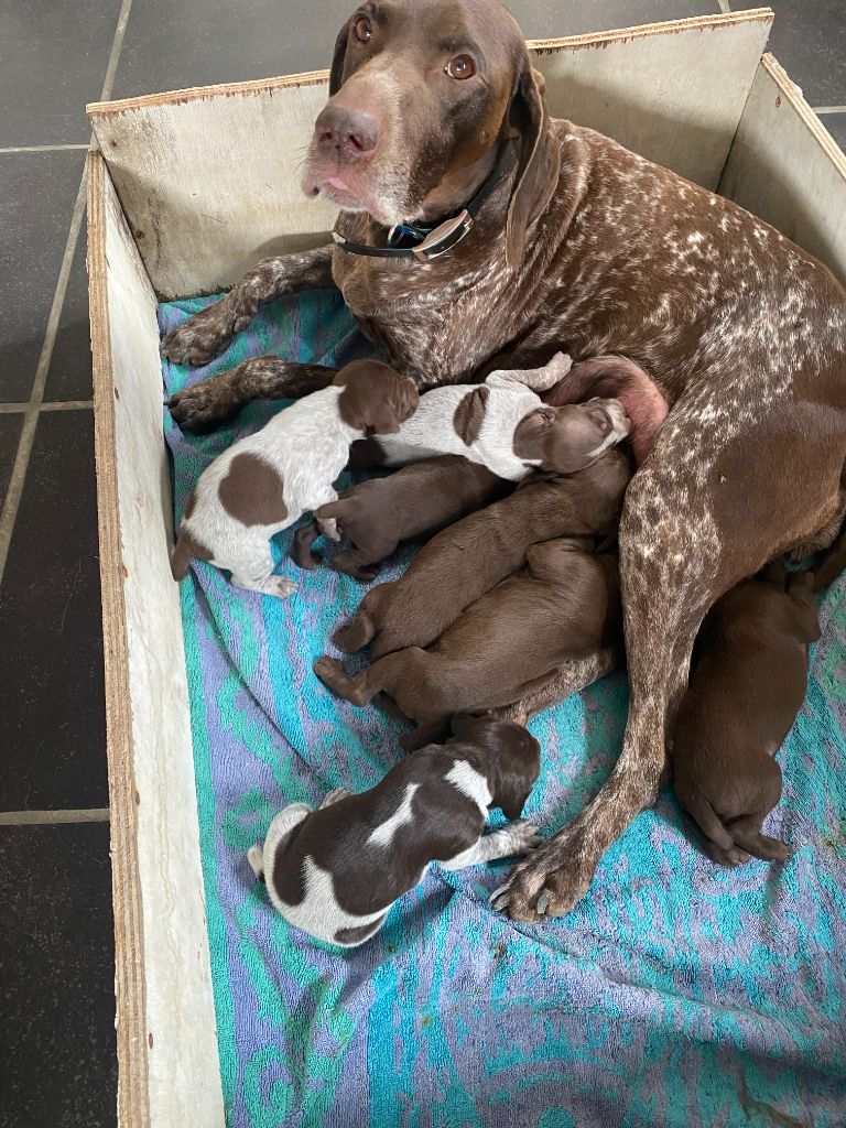 Accueil - Elevage Du Bois Garde de Blimont - eleveur de chiens Braque ...